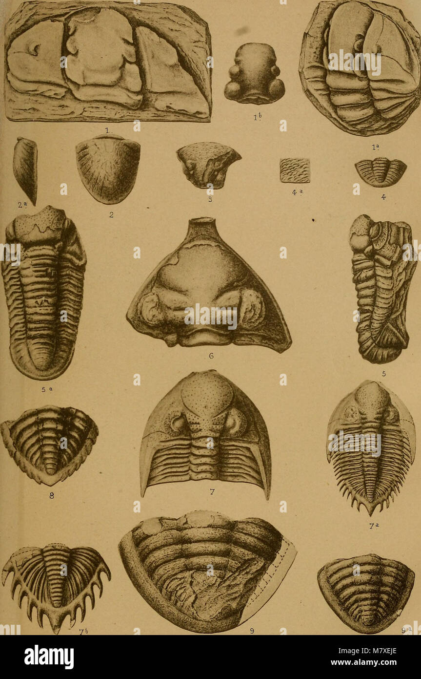 The *Bulletin de la SociÃ©tÃ© GÃ©ologique de France* (1888) is a ...