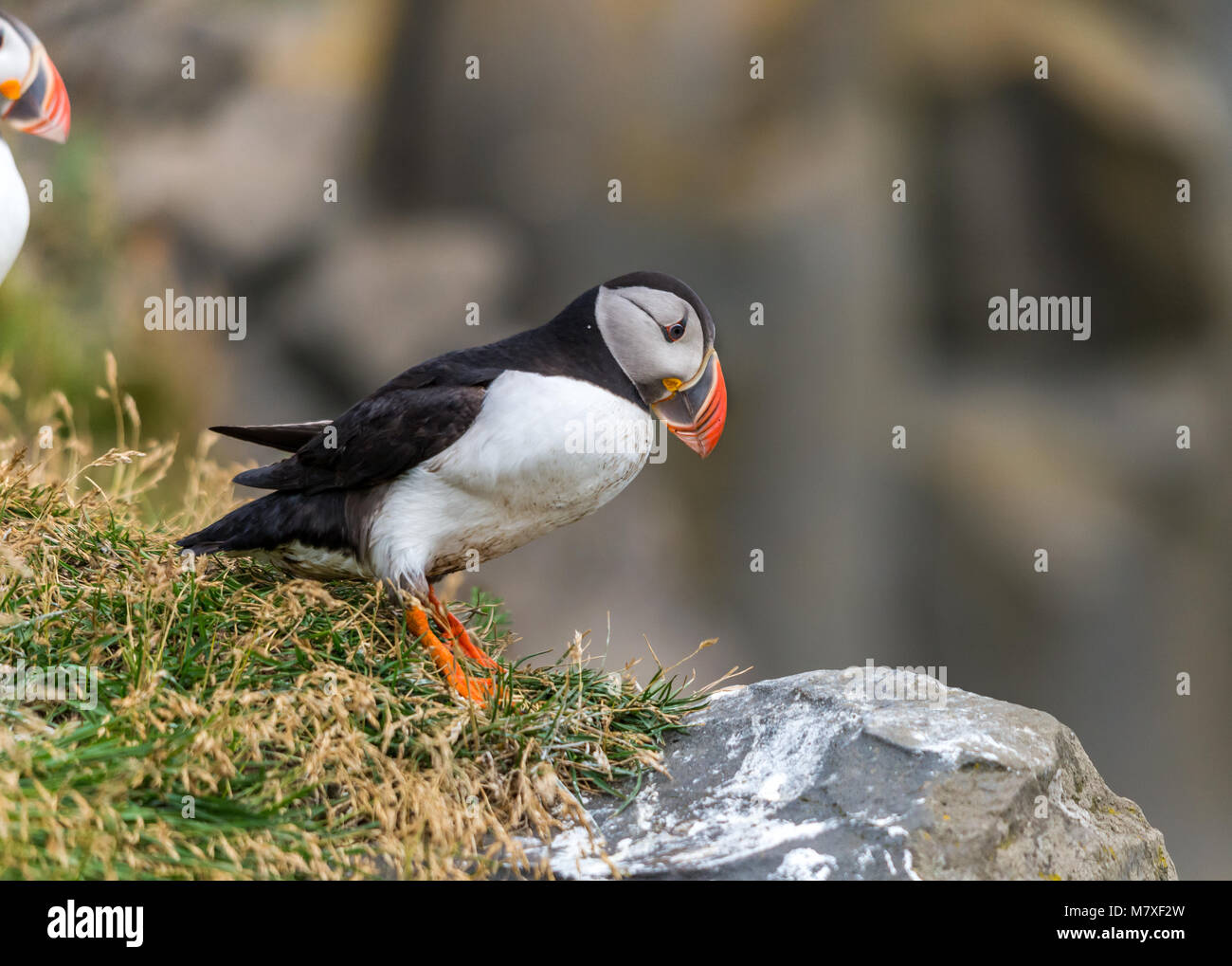 The Atlantic puffin, also known as the common puffin Stock Photo - Alamy