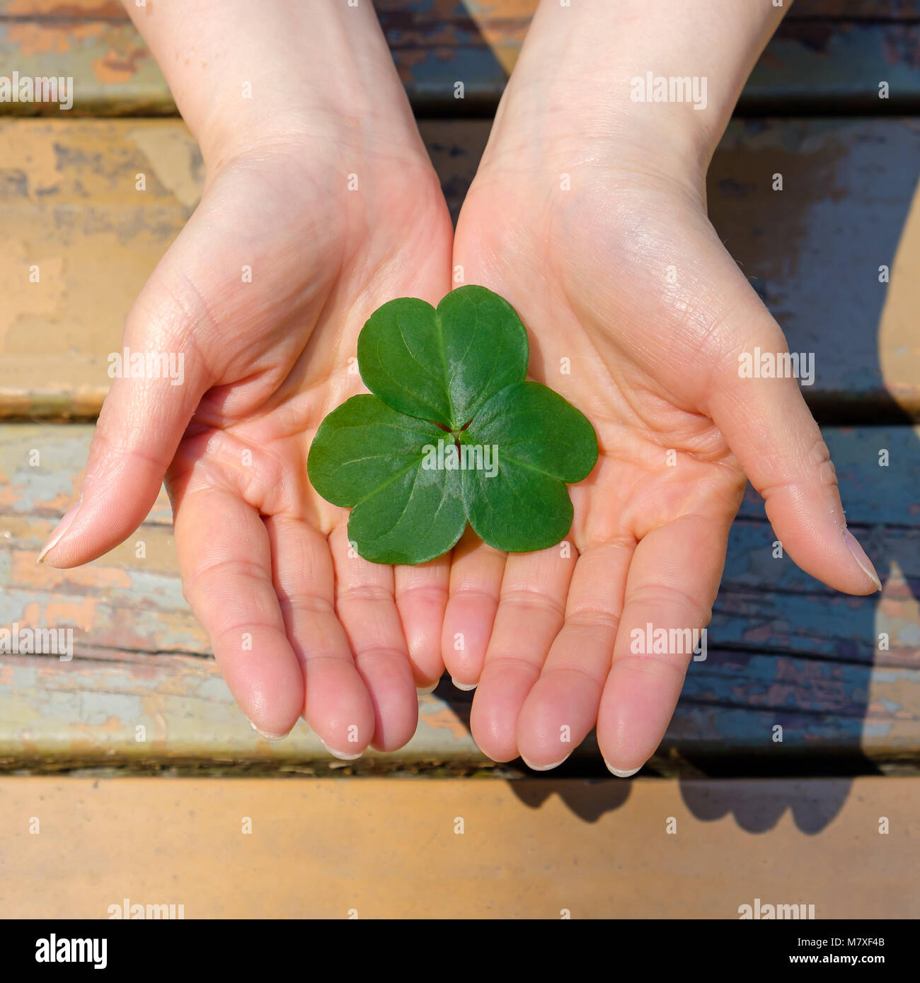 Hand holding a leaf clover Stock Photo - Alamy