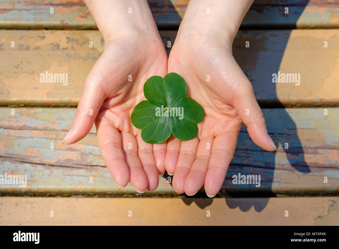 Hand holding a leaf clover Stock Photo - Alamy