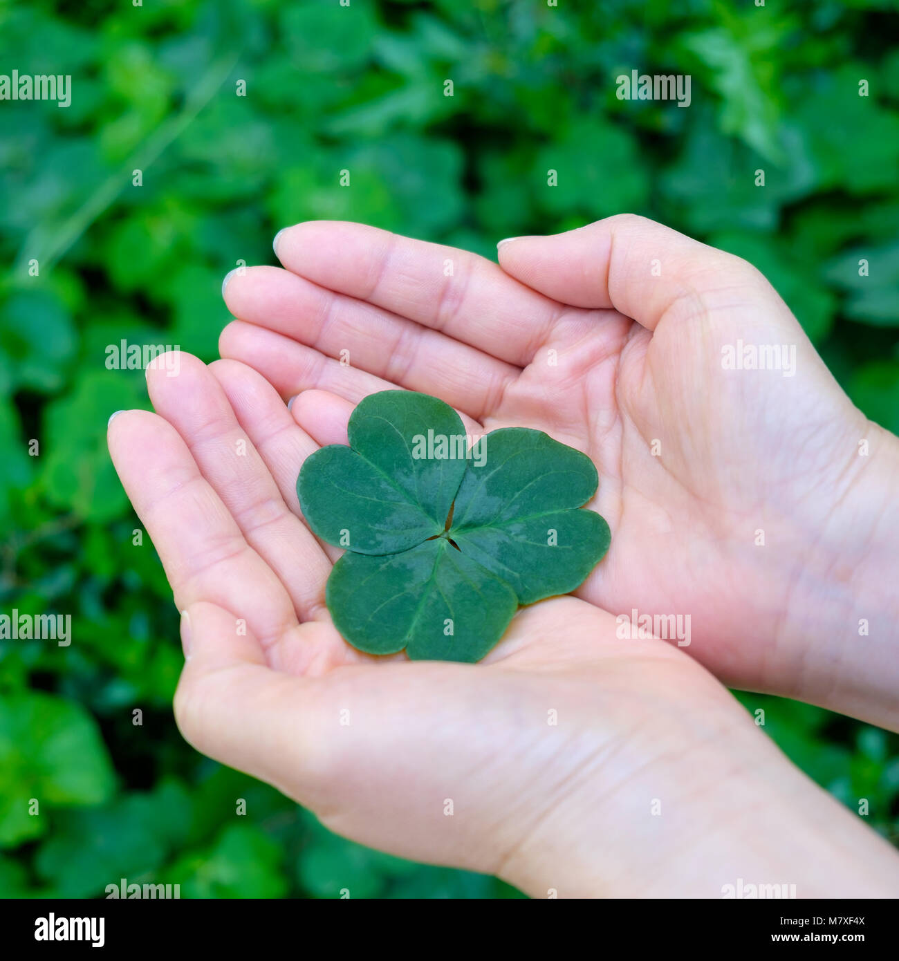 Hand holding a leaf clover Stock Photo - Alamy