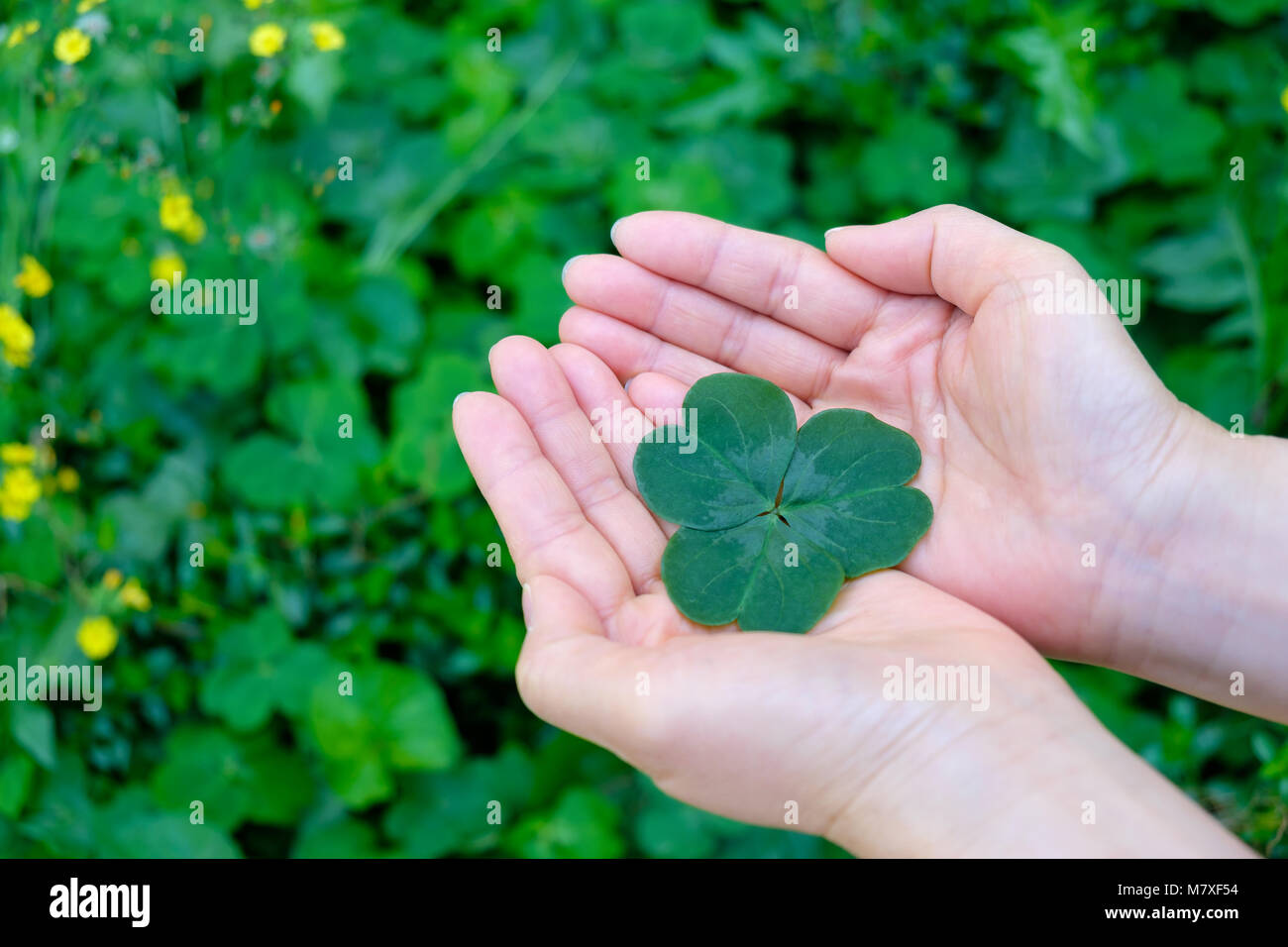 Hand holding a leaf clover Stock Photo - Alamy