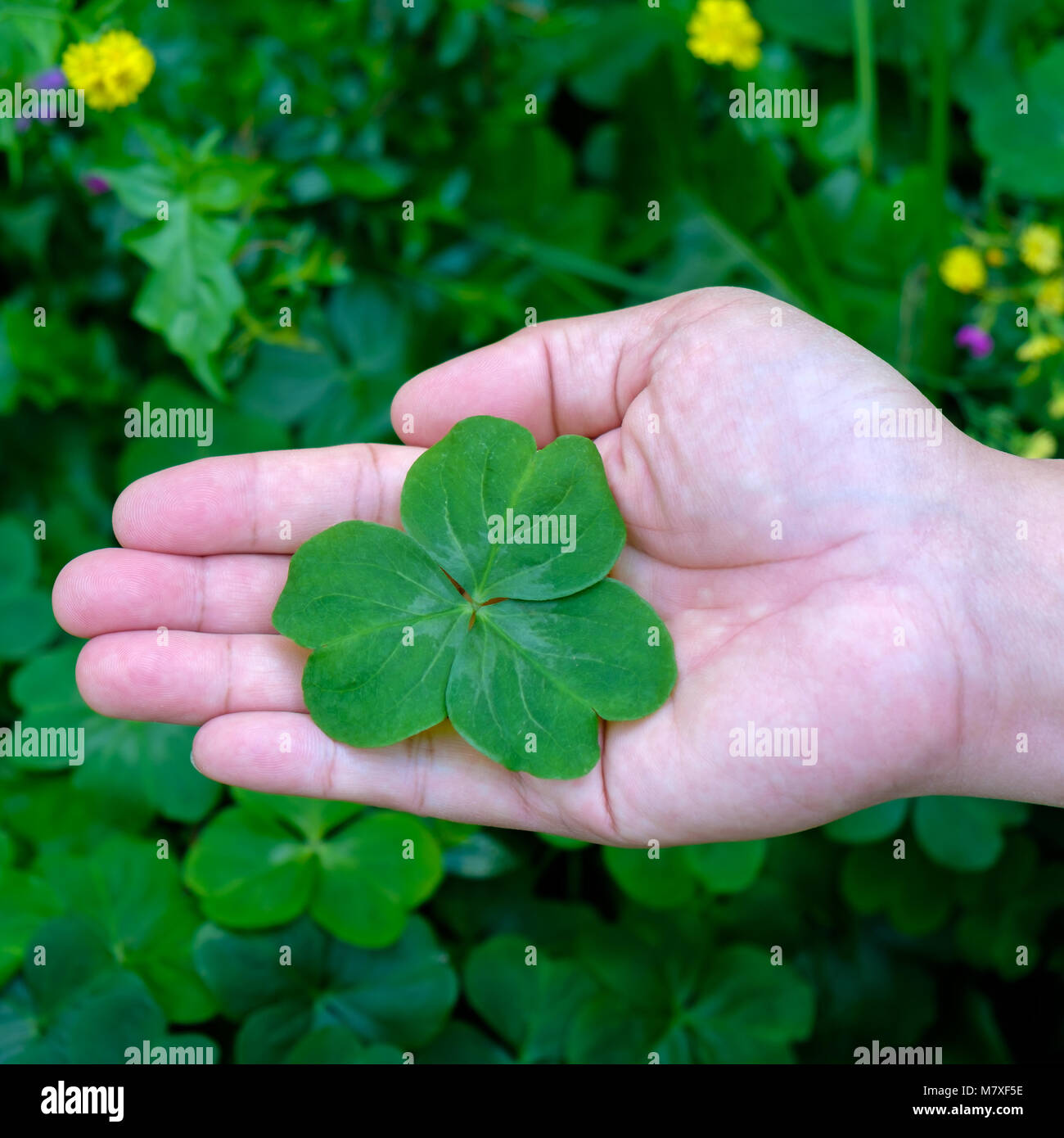 Hand holding a leaf clover Stock Photo - Alamy