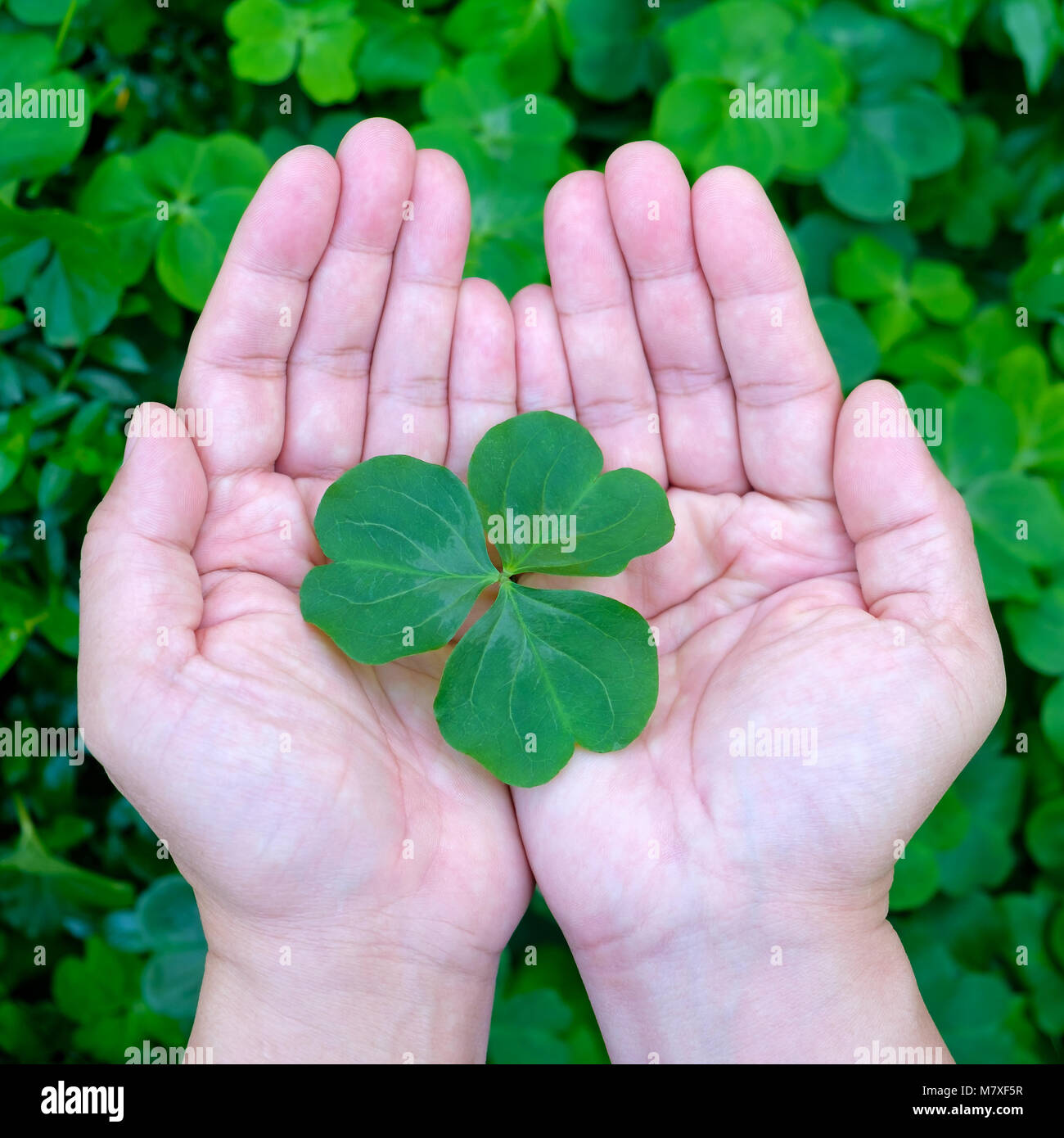 Hand holding a leaf clover Stock Photo - Alamy