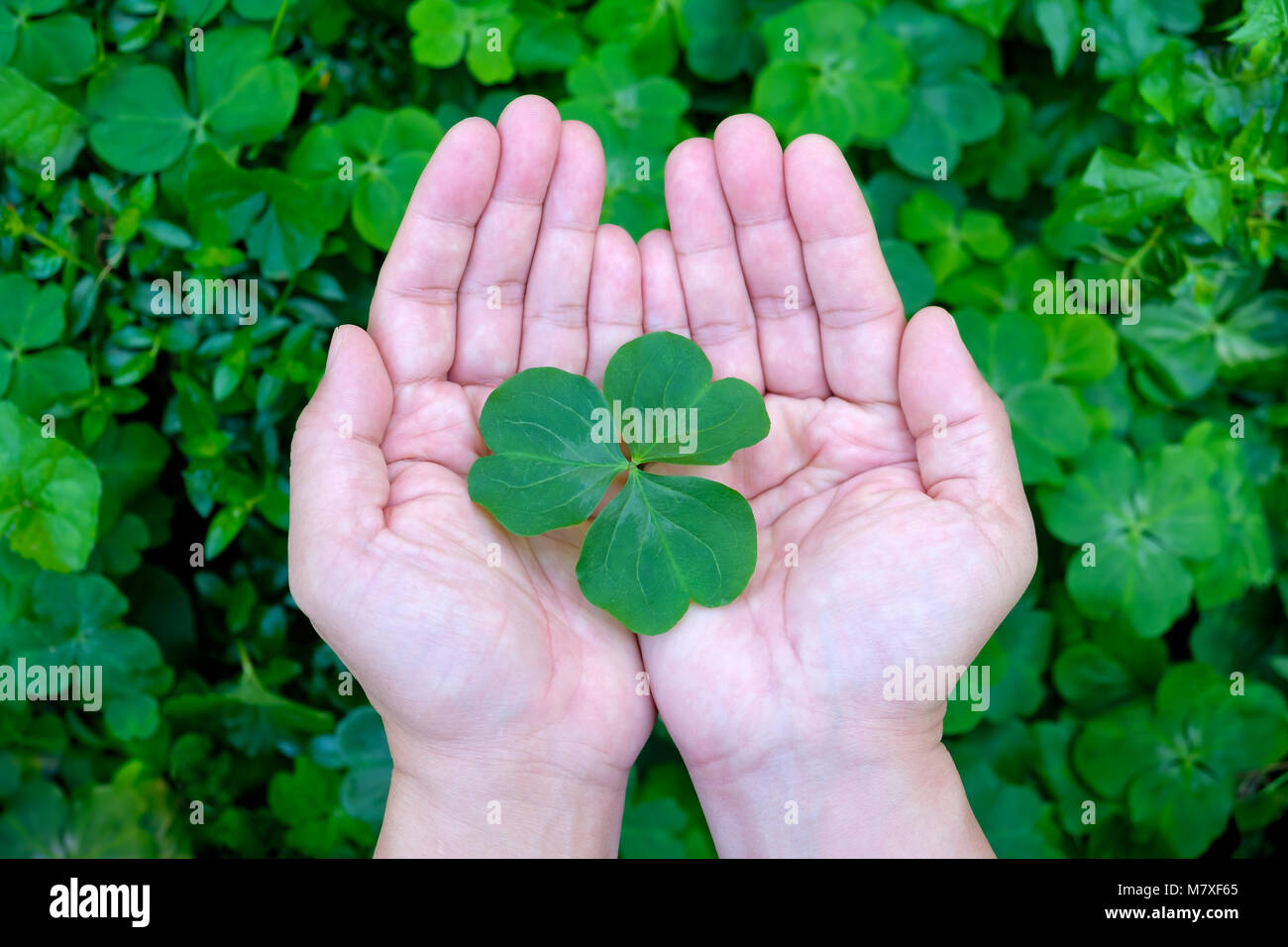Hand holding a leaf clover Stock Photo - Alamy