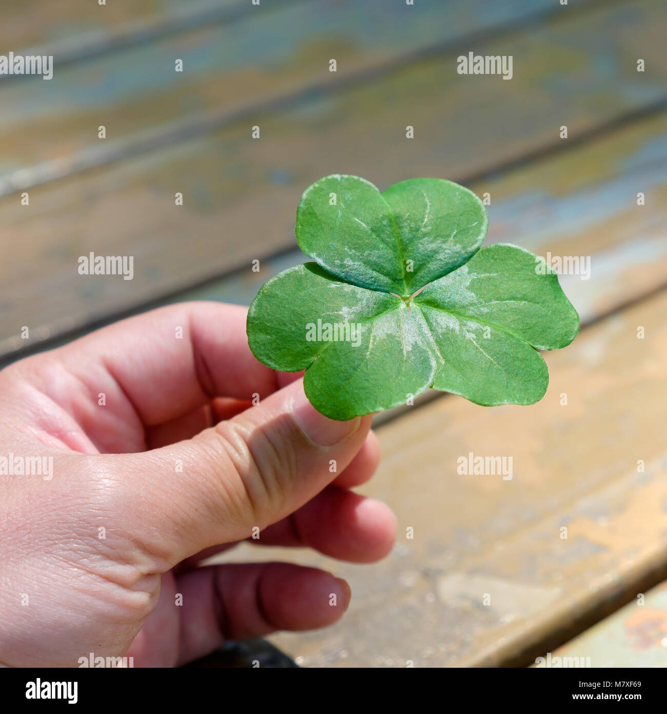 Hand holding a leaf clover Stock Photo - Alamy