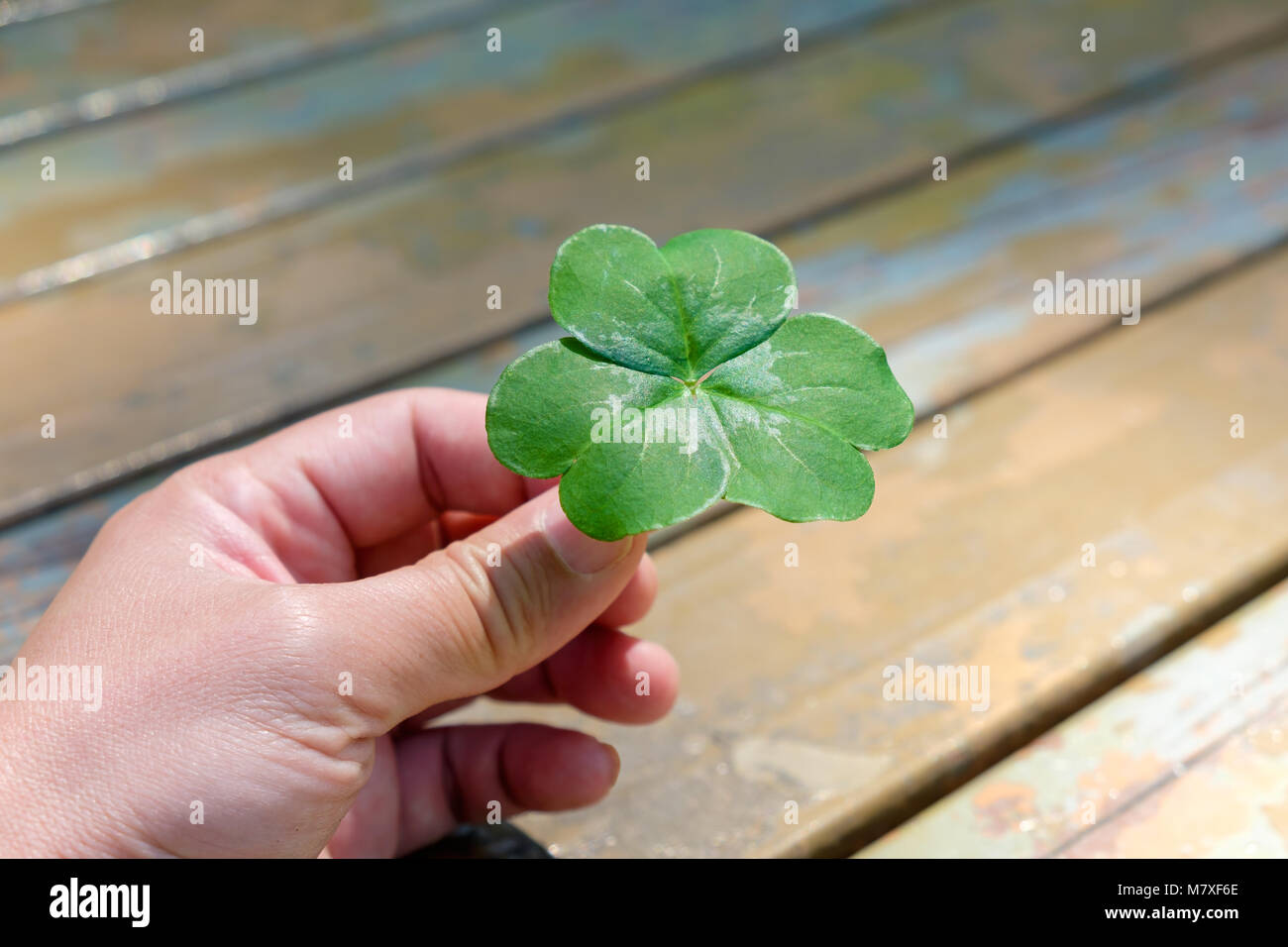 Hand holding a leaf clover Stock Photo - Alamy