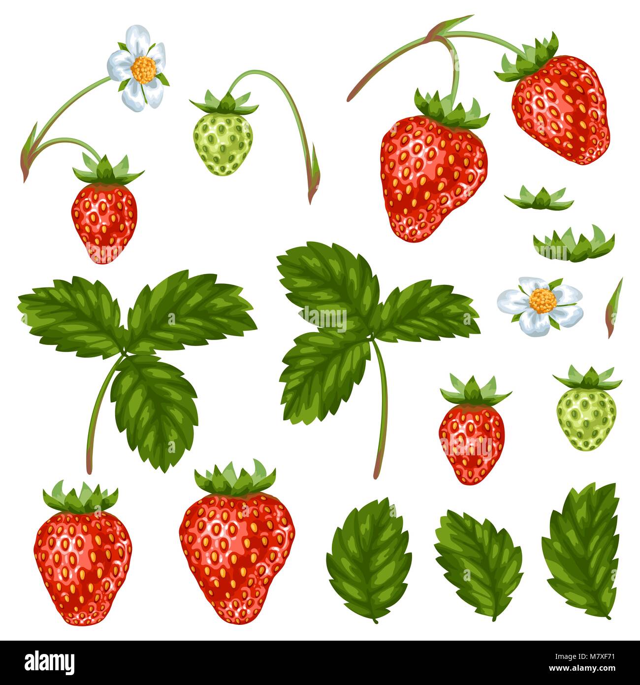 Strawberry plant flowers leaves Stock Vector Images - Alamy