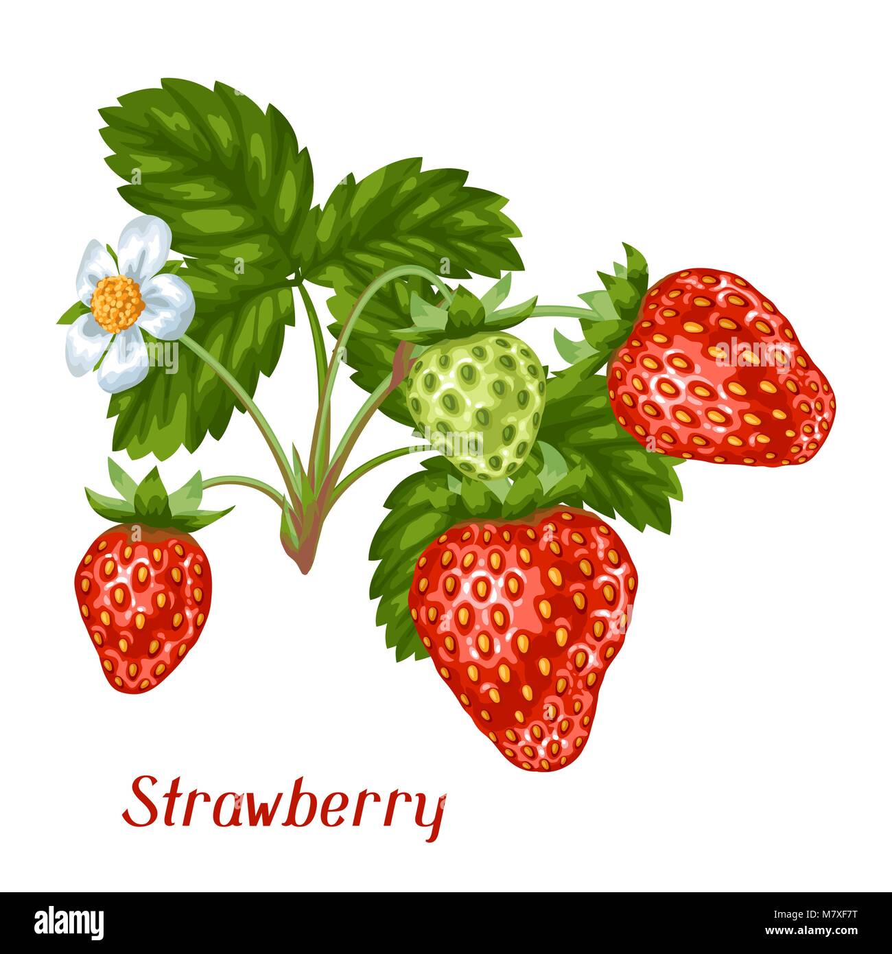 Bunch berries Stock Vector Images - Alamy