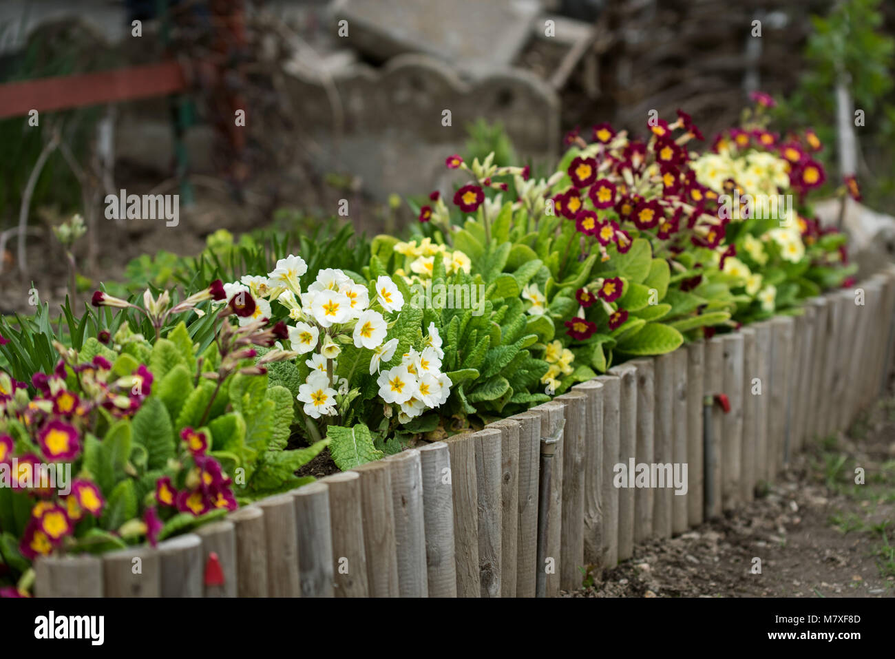 Garden with beautiful pansies flowers Stock Photo - Alamy