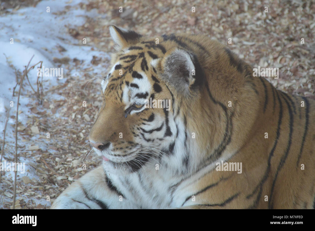 Tiger head profile hi-res stock photography and images - Alamy