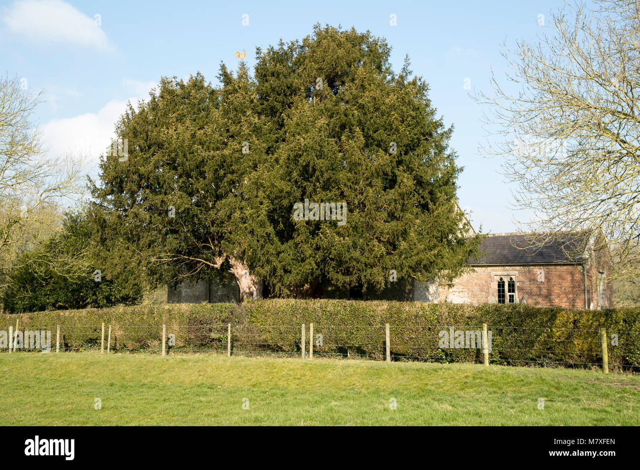 Ancient yew tree dated at 1700 years old All Saints Church, Alton ...