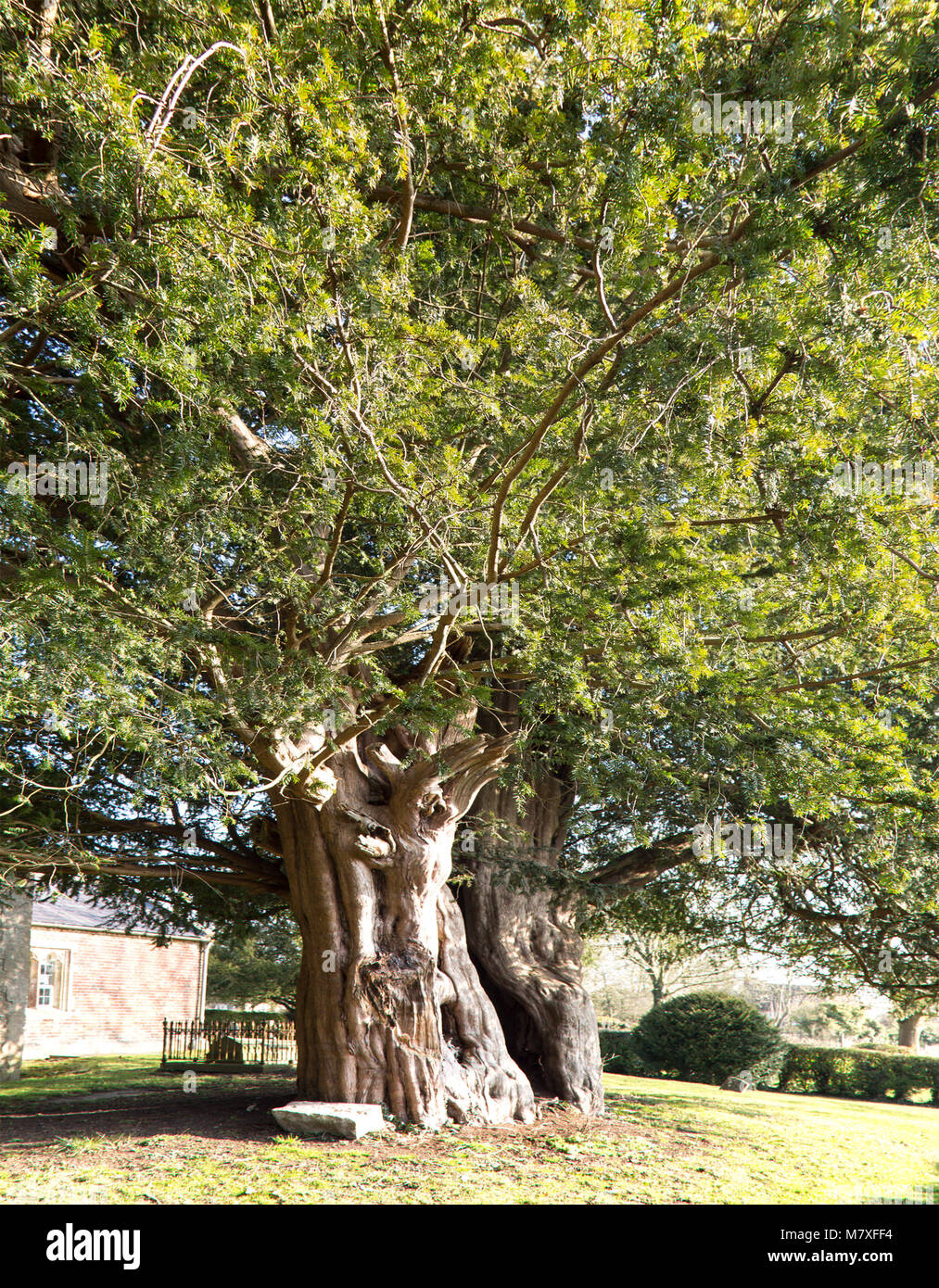 Ancient yew tree dated at 1700 years old All Saints Church, Alton ...