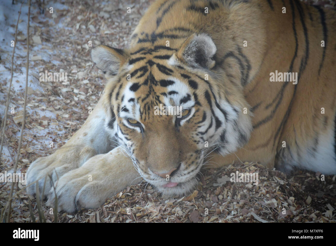Tiger head profile hi-res stock photography and images - Alamy