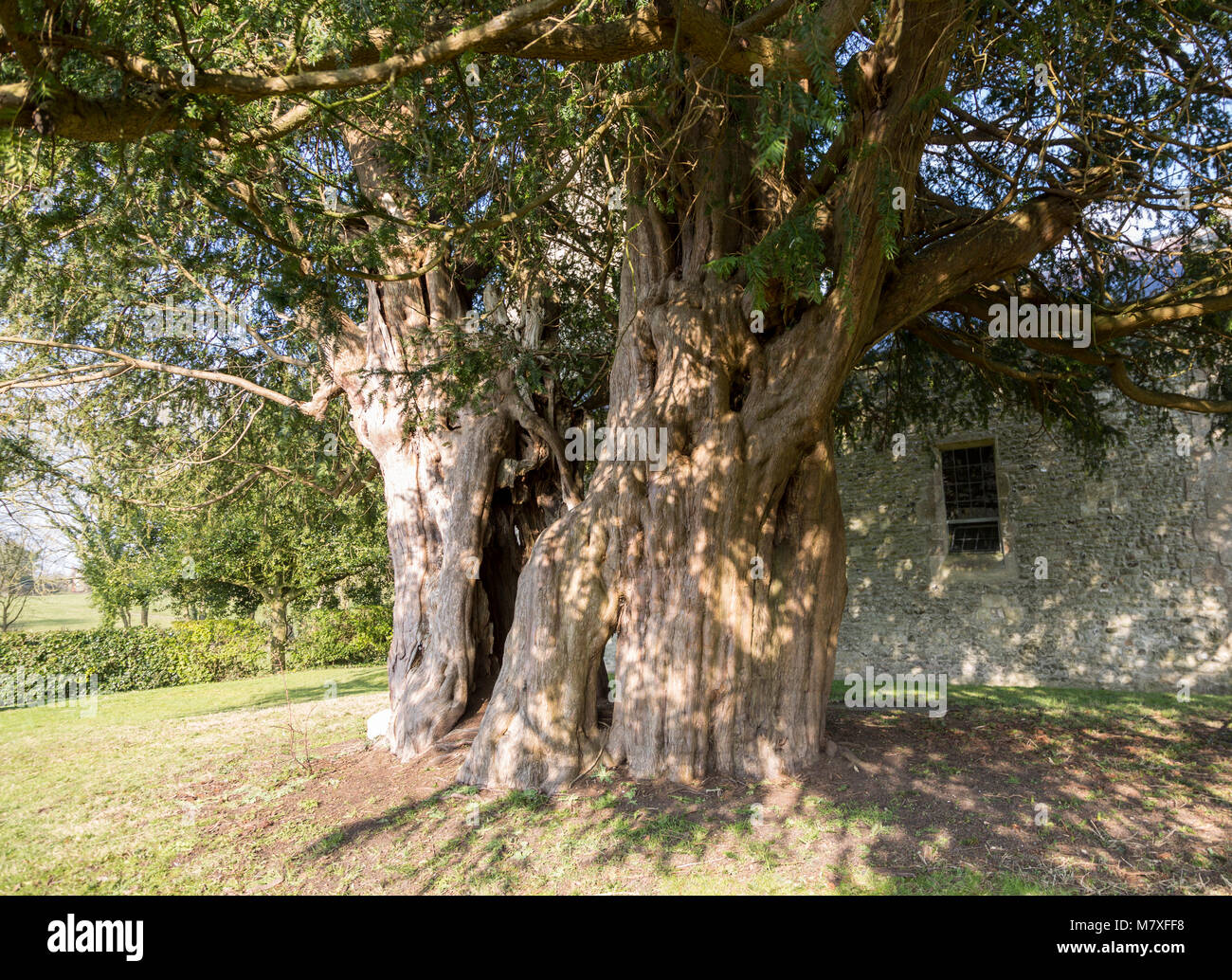 Ancient yew tree dated at 1700 years old All Saints Church, Alton ...