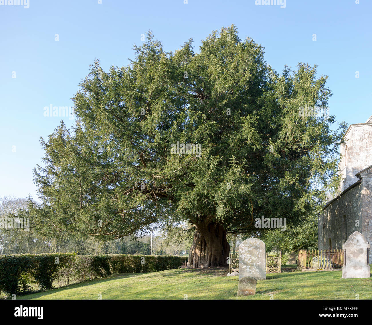 Ancient yew tree, Taxus baccata, dated at 1700 years old All Saints ...