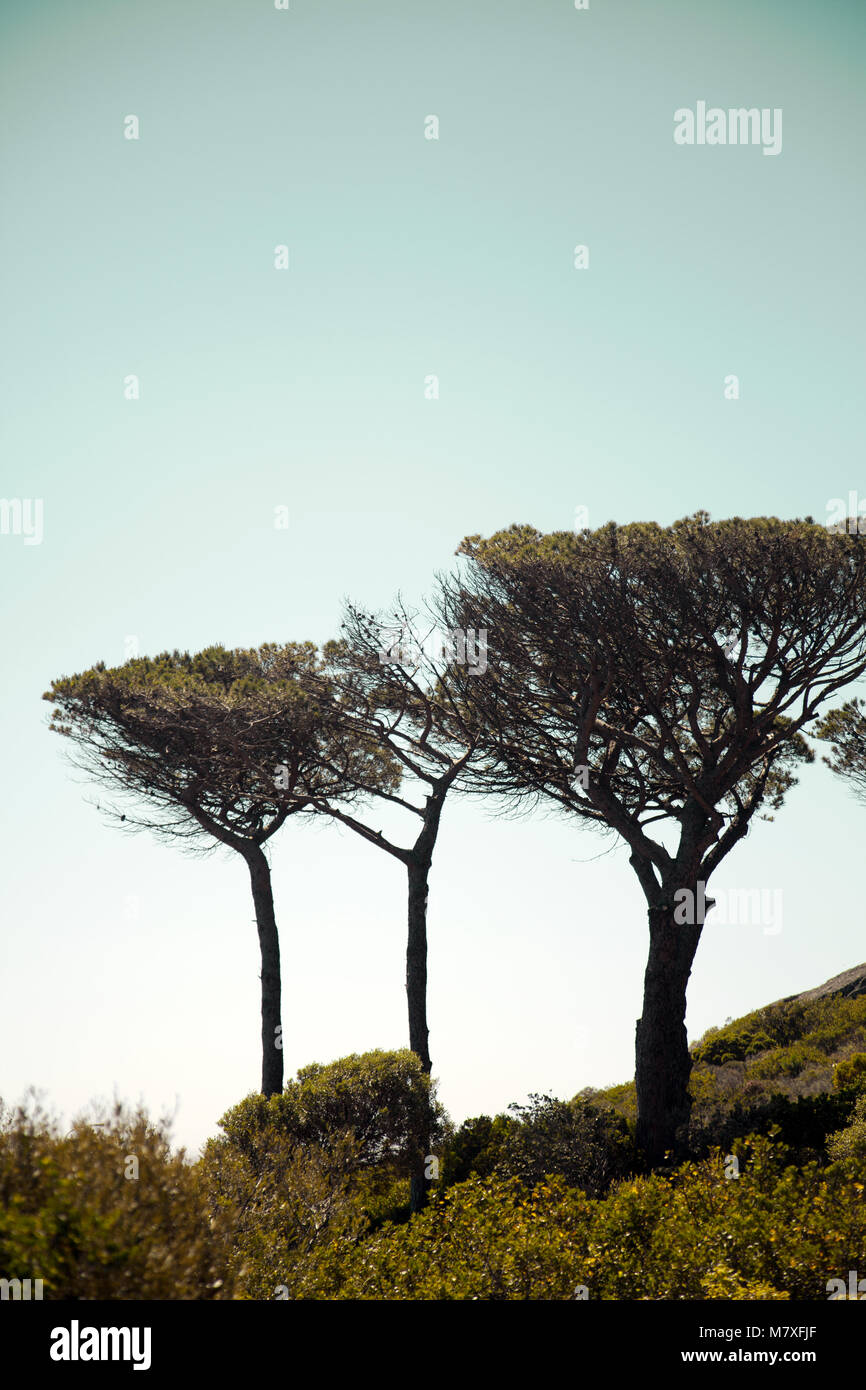 Windswept branches hi-res stock photography and images - Alamy