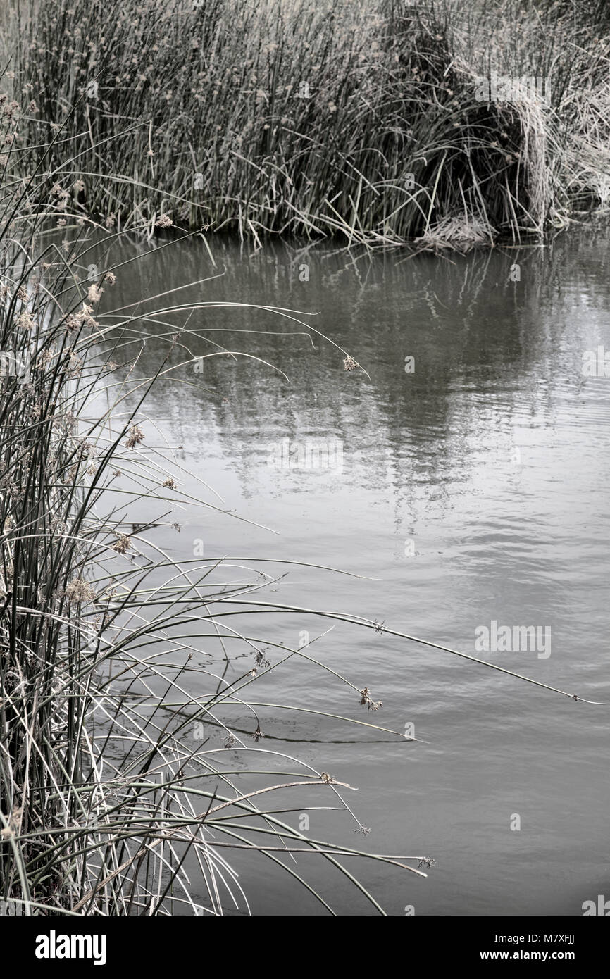 Reed grasses hi-res stock photography and images - Alamy