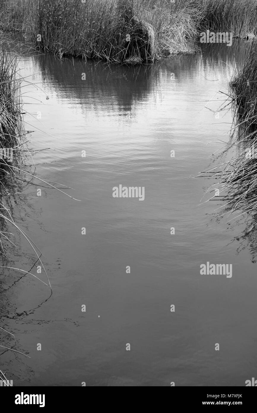 Reed Grasses High Resolution Stock Photography and Images - Alamy