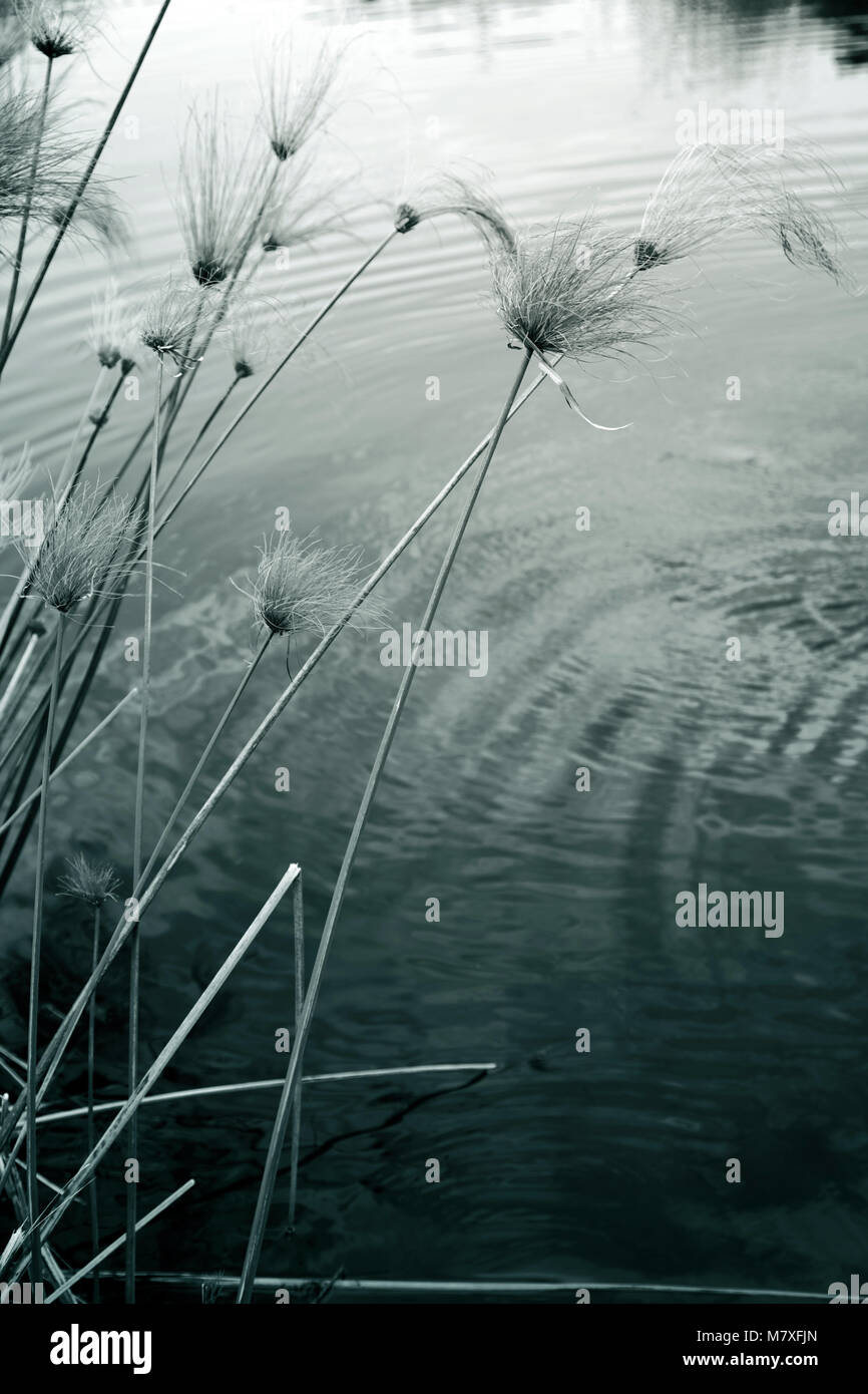 Reed grasses hi-res stock photography and images - Alamy