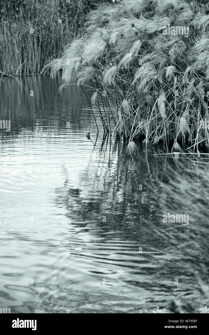 Reed plants riverbank hi-res stock photography and images - Alamy