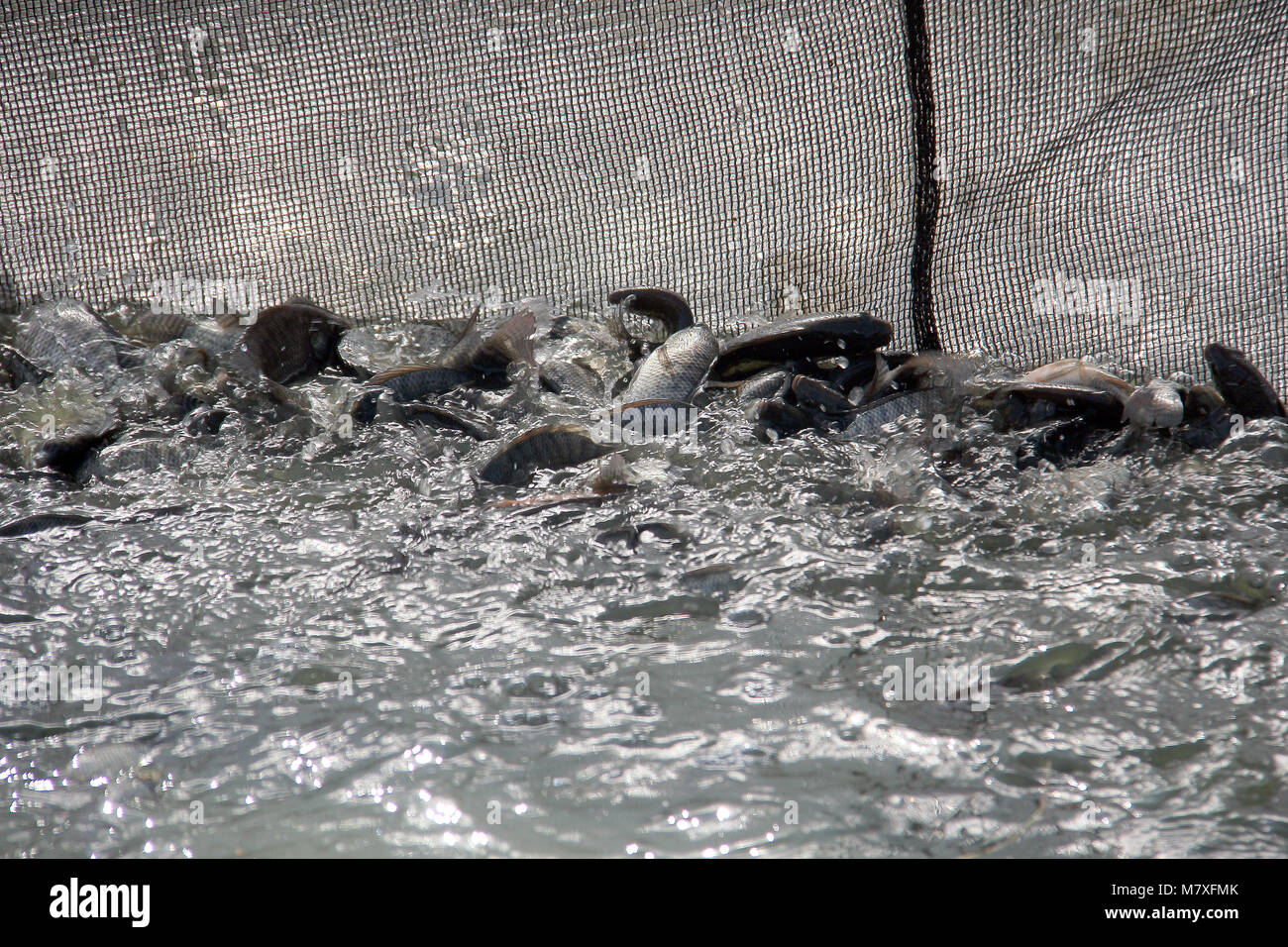 Tilapia fish (mozambique tilapia Stock Photo - Alamy