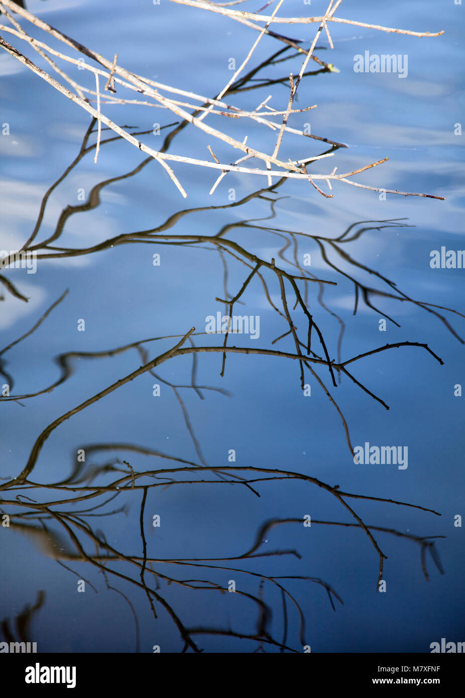 Branch Water Reflection Stock Photo - Alamy