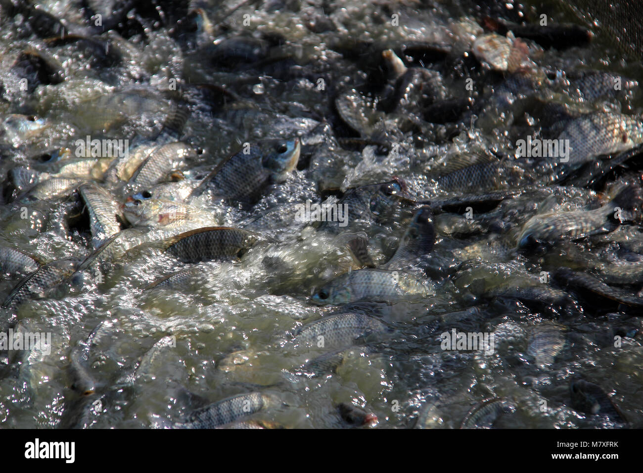 Tilapia fish (mozambique tilapia Stock Photo - Alamy