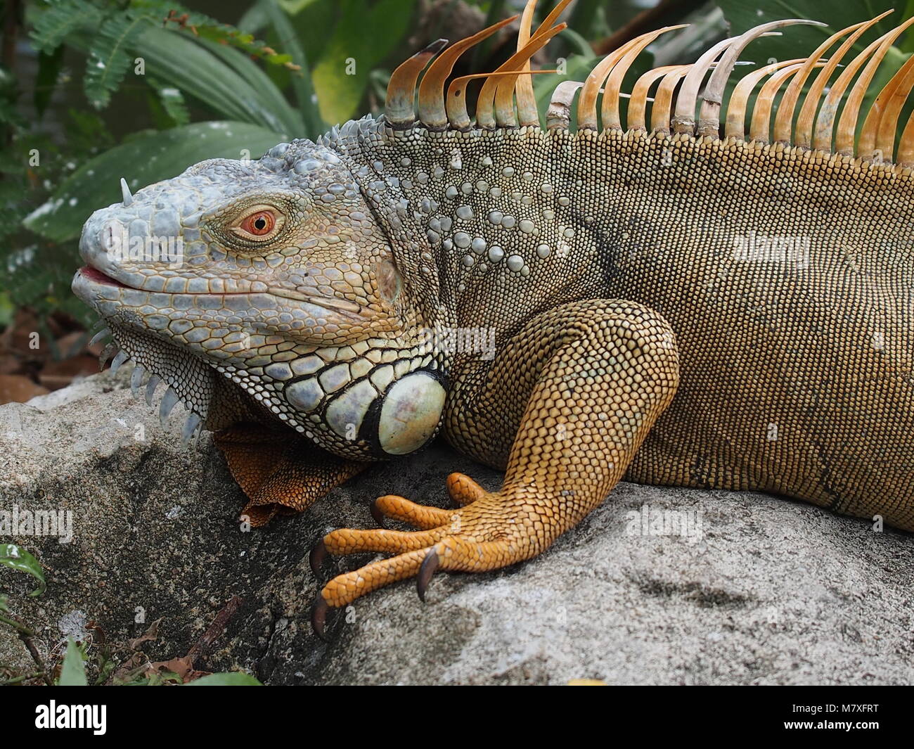 Cool Dude of An Iguana Stock Photo - Alamy