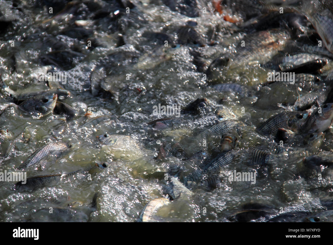 Tilapia fish (mozambique tilapia Stock Photo - Alamy