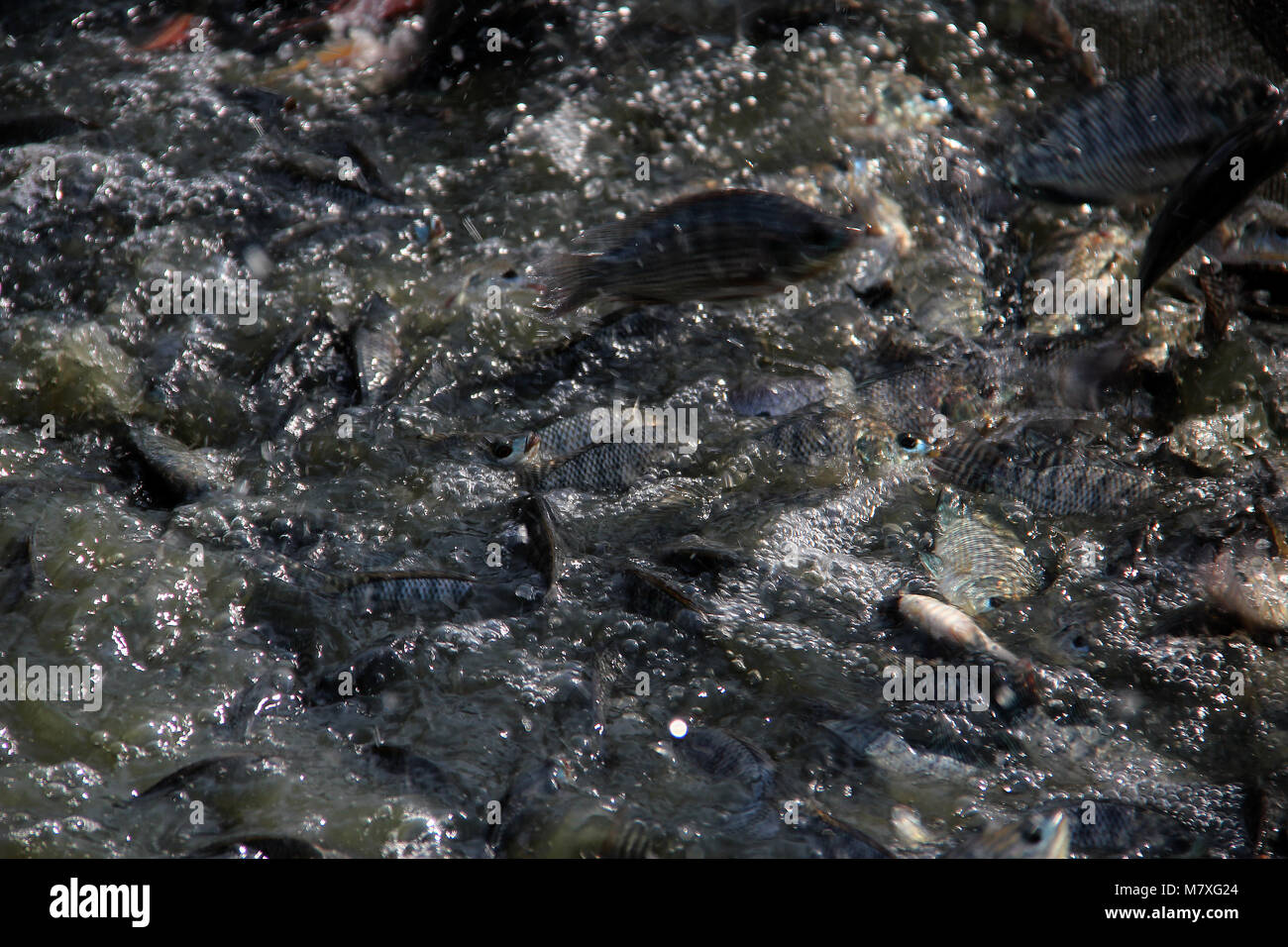Tilapia fish (mozambique tilapia Stock Photo - Alamy