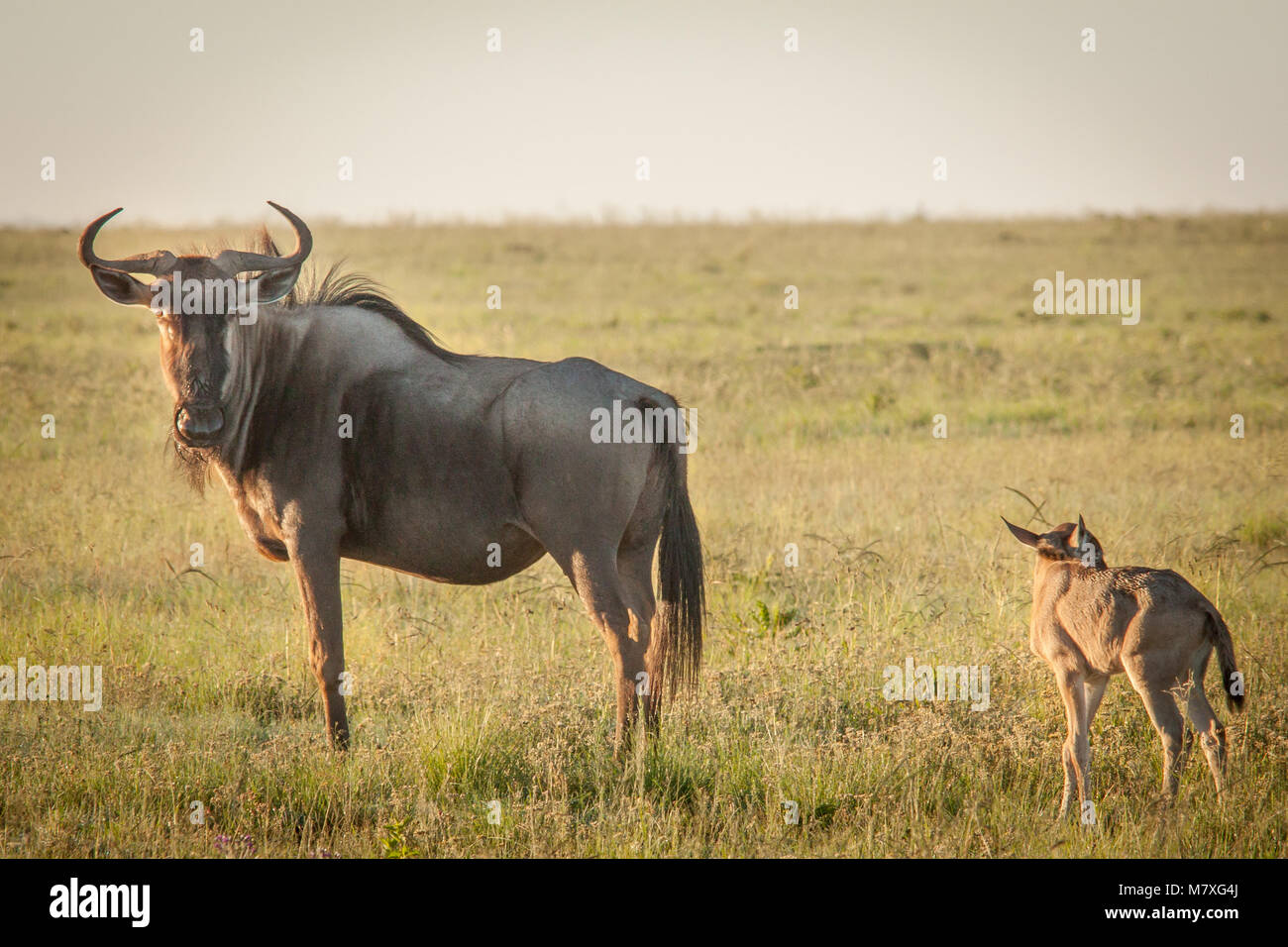 Wildebeest horns hi-res stock photography and images - Alamy