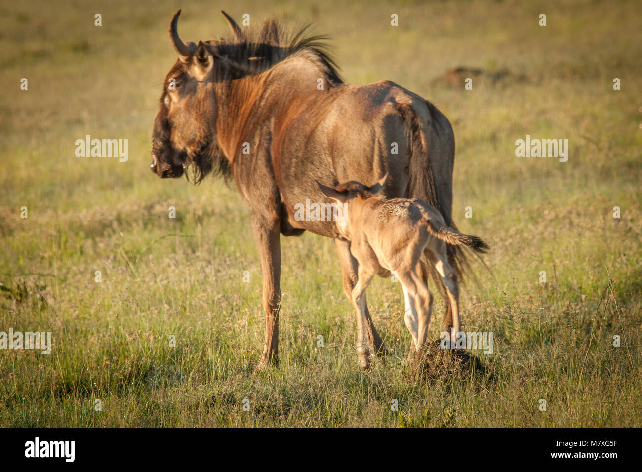 Wildebeest horns hi-res stock photography and images - Alamy