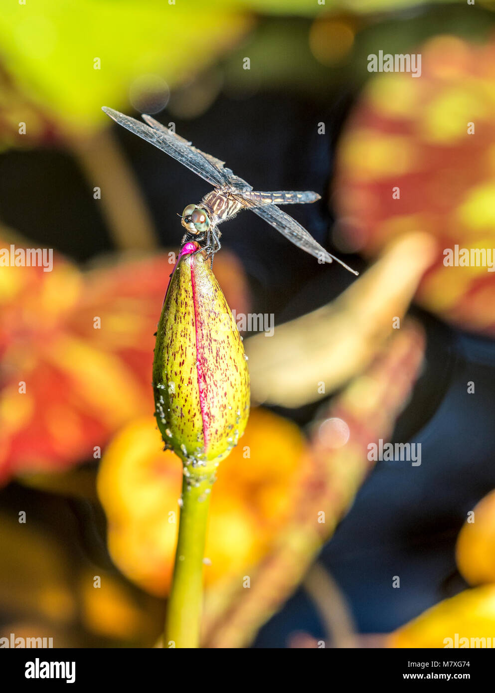Darning needle hi-res stock photography and images - Alamy
