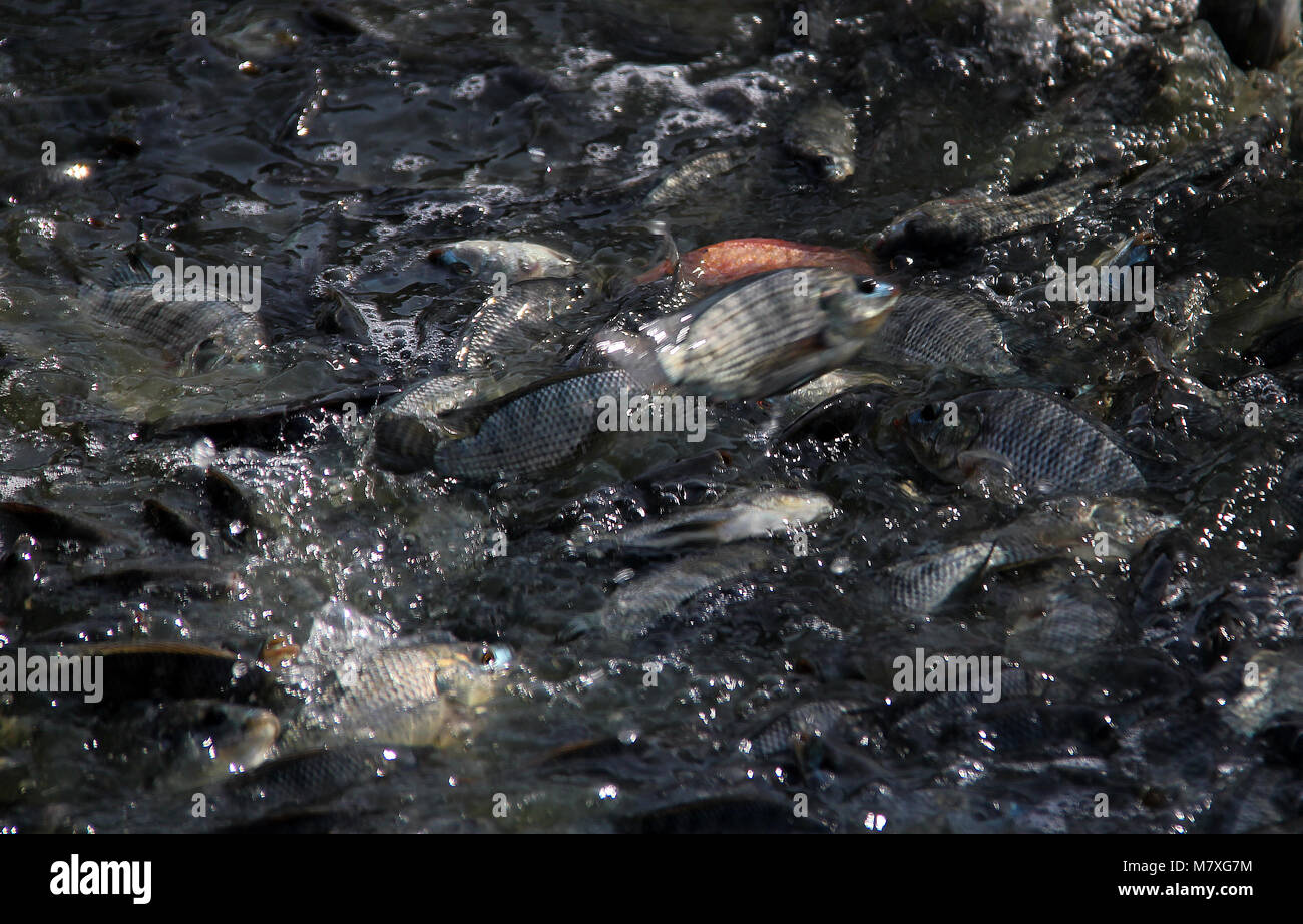 Tilapia fish (mozambique tilapia Stock Photo - Alamy