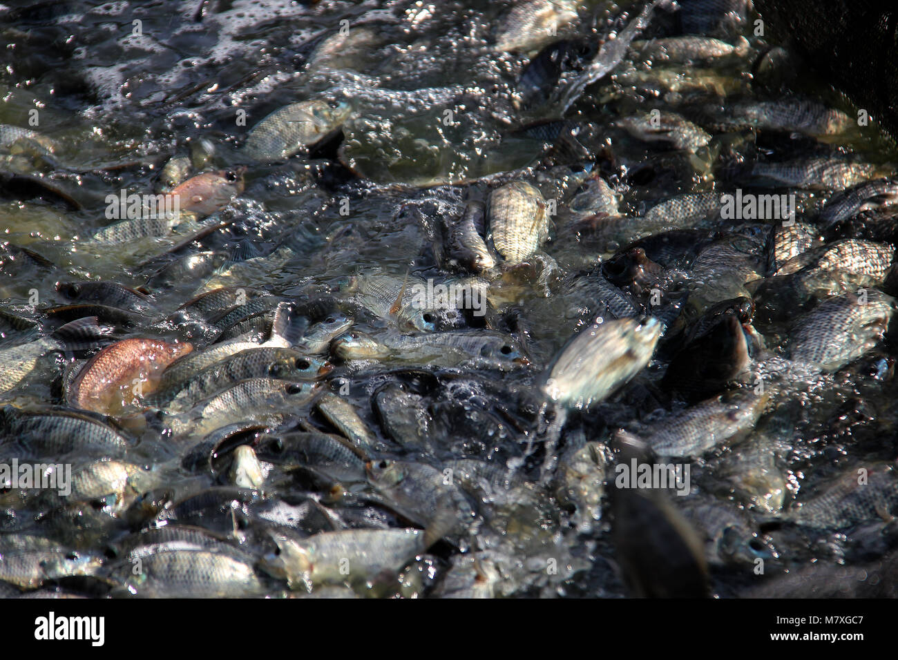 Tilapia fish (mozambique tilapia Stock Photo - Alamy