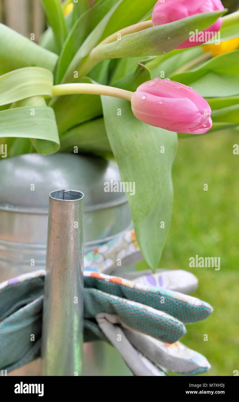 close on a pink tulip covered with drops on a metal waterering can in ...