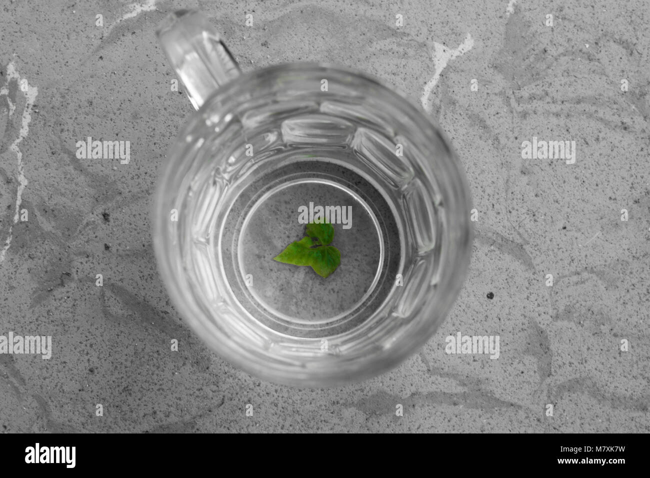 Leaf in a jar Stock Photo - Alamy