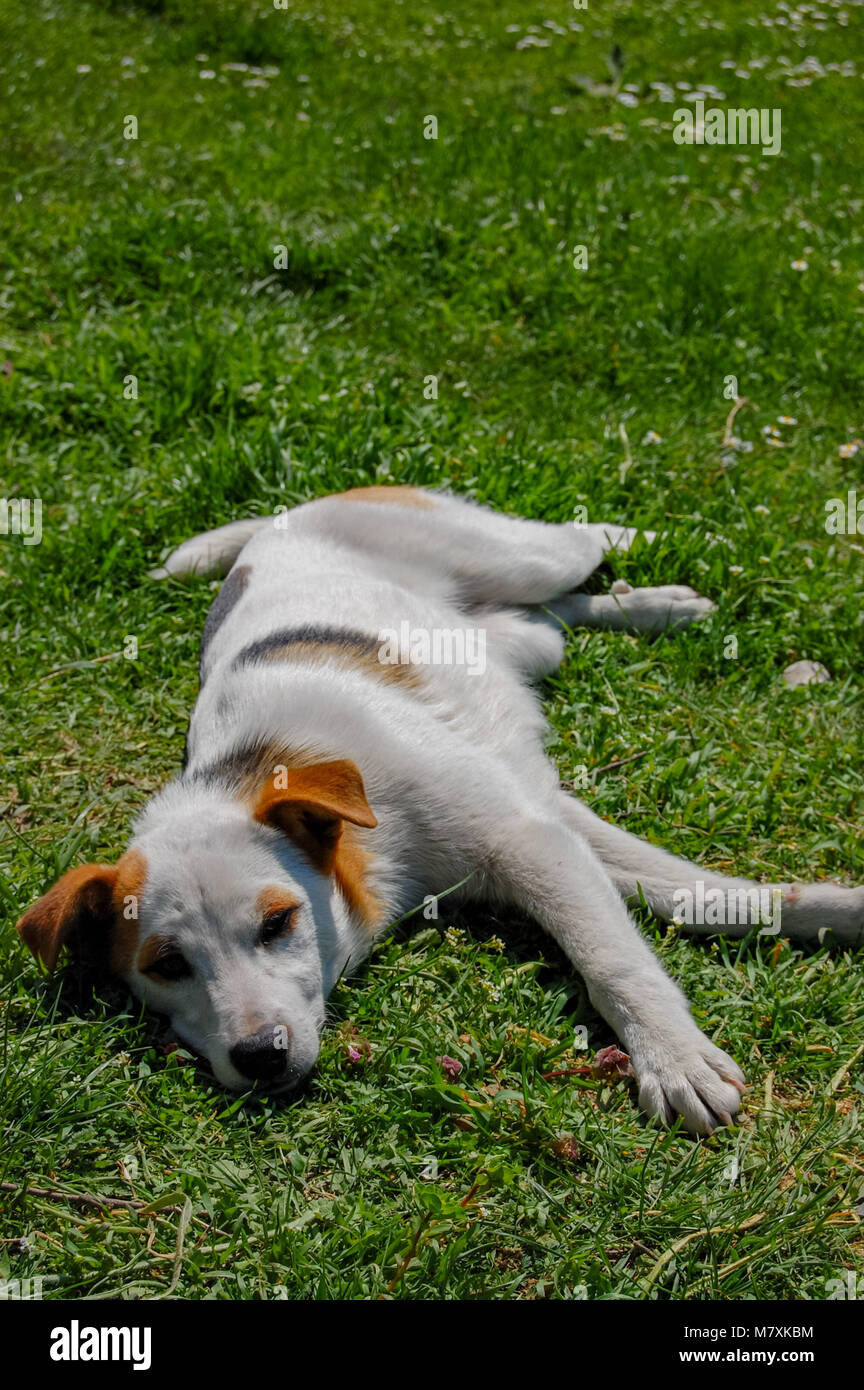 Puppy laying down hi-res stock photography and images - Alamy