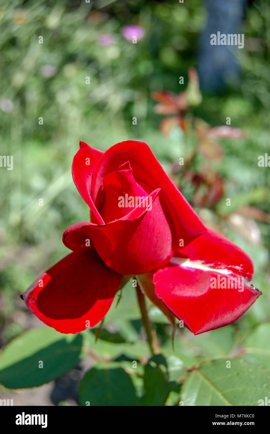 red rose single Stock Photo - Alamy