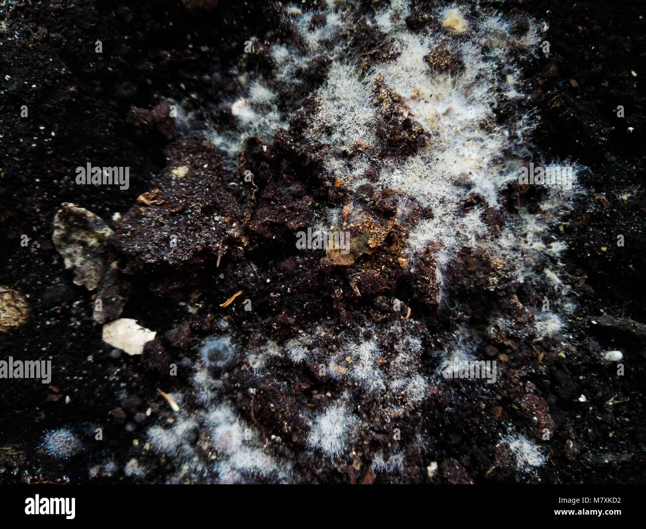 Mold soil hi-res stock photography and images - Alamy