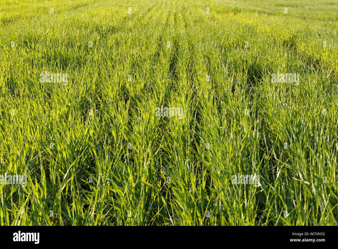 Young wheat field at spring close up Stock Photo - Alamy