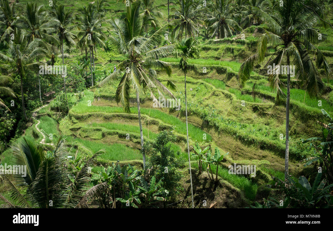 rice terraces, ubud, bali, indonesia Stock Photo - Alamy