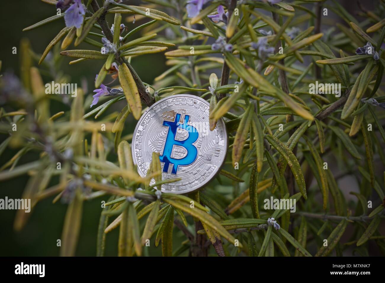 Digital currency physical metal bitcoin coin. Cryptocurrency rosemary ...