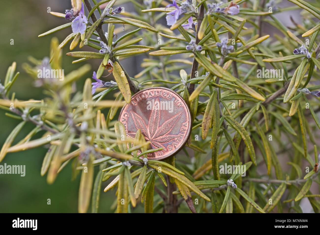 Brass marijuana metal coin. Rosemary flower marijuana concept Stock ...