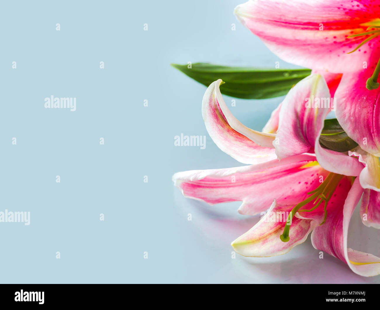 Lily flower bouquet hi-res stock photography and images - Alamy