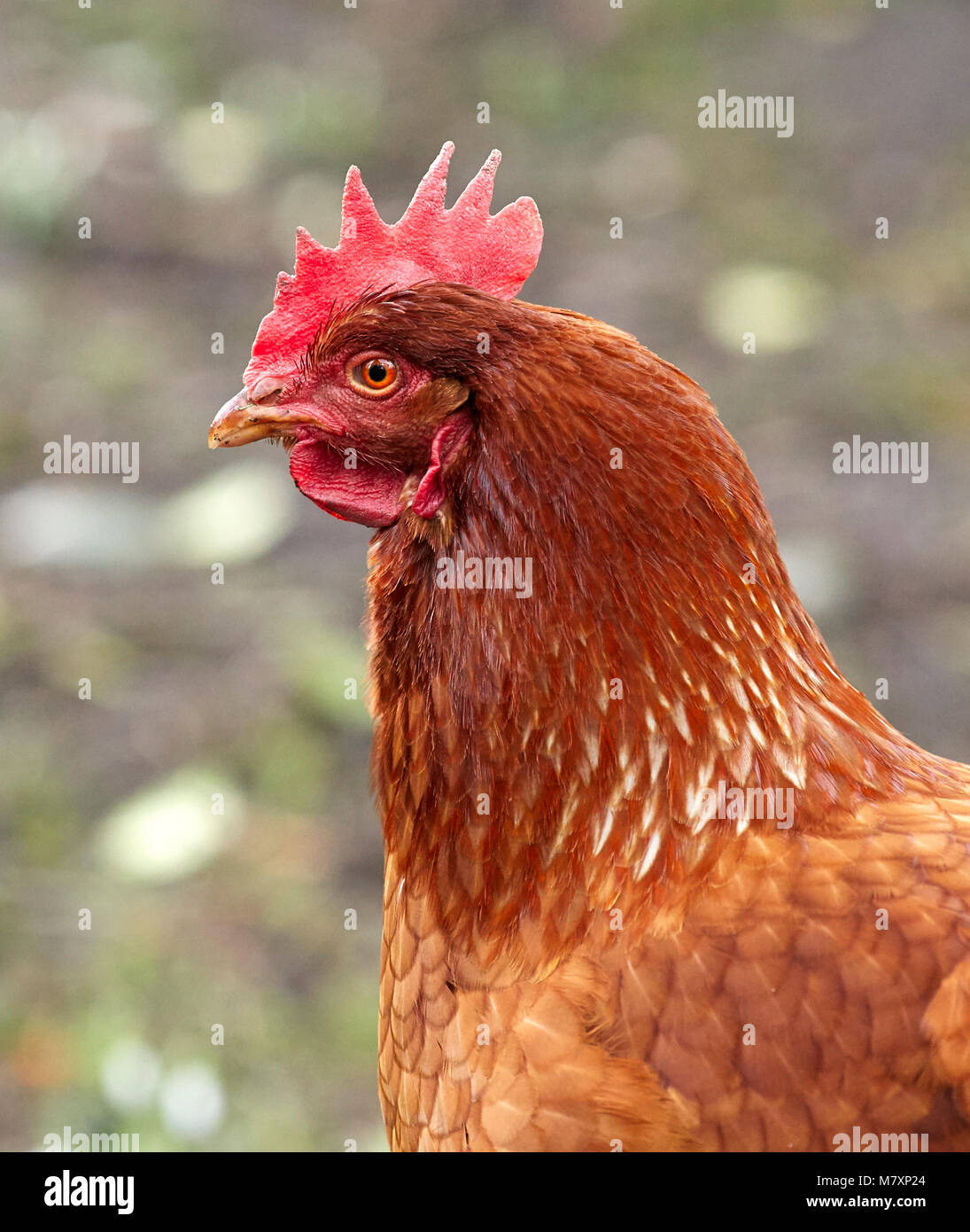 Brown hybrid chicken hi-res stock photography and images - Alamy