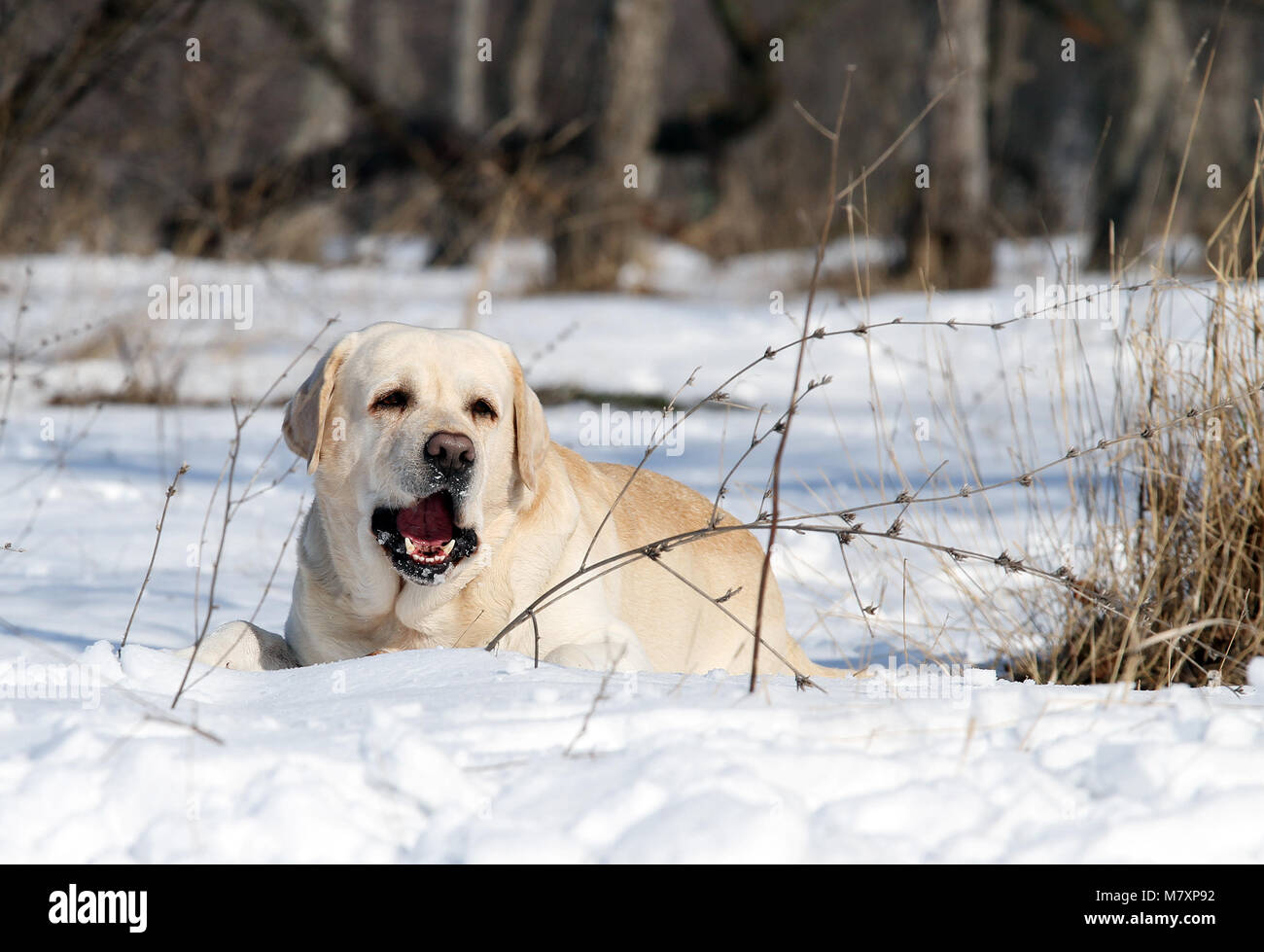 a cute yellow labrador in the snow in winter with portrait Stock Photo ...