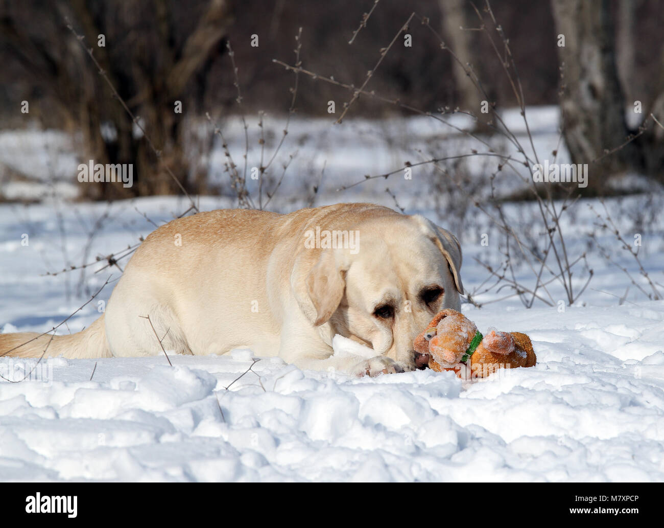 the yellow labrador in the snow in winter with a toy portrait Stock ...
