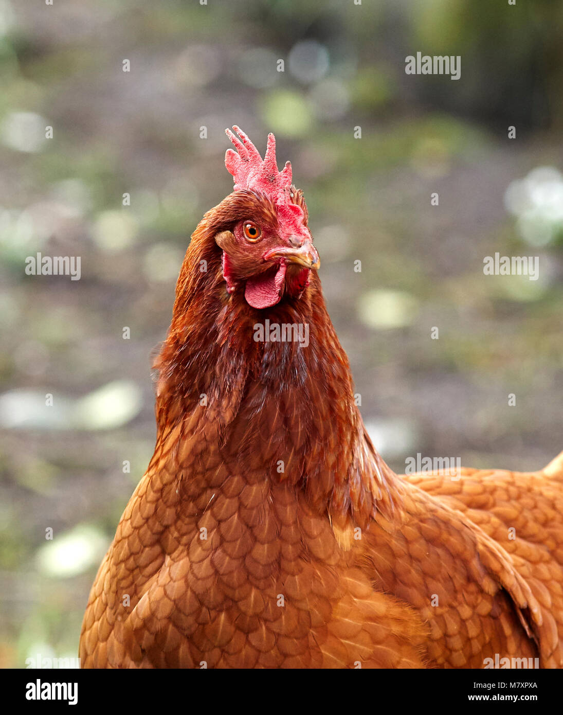 A free range and inquisitive domestic Warren hybrid chicken looking for ...